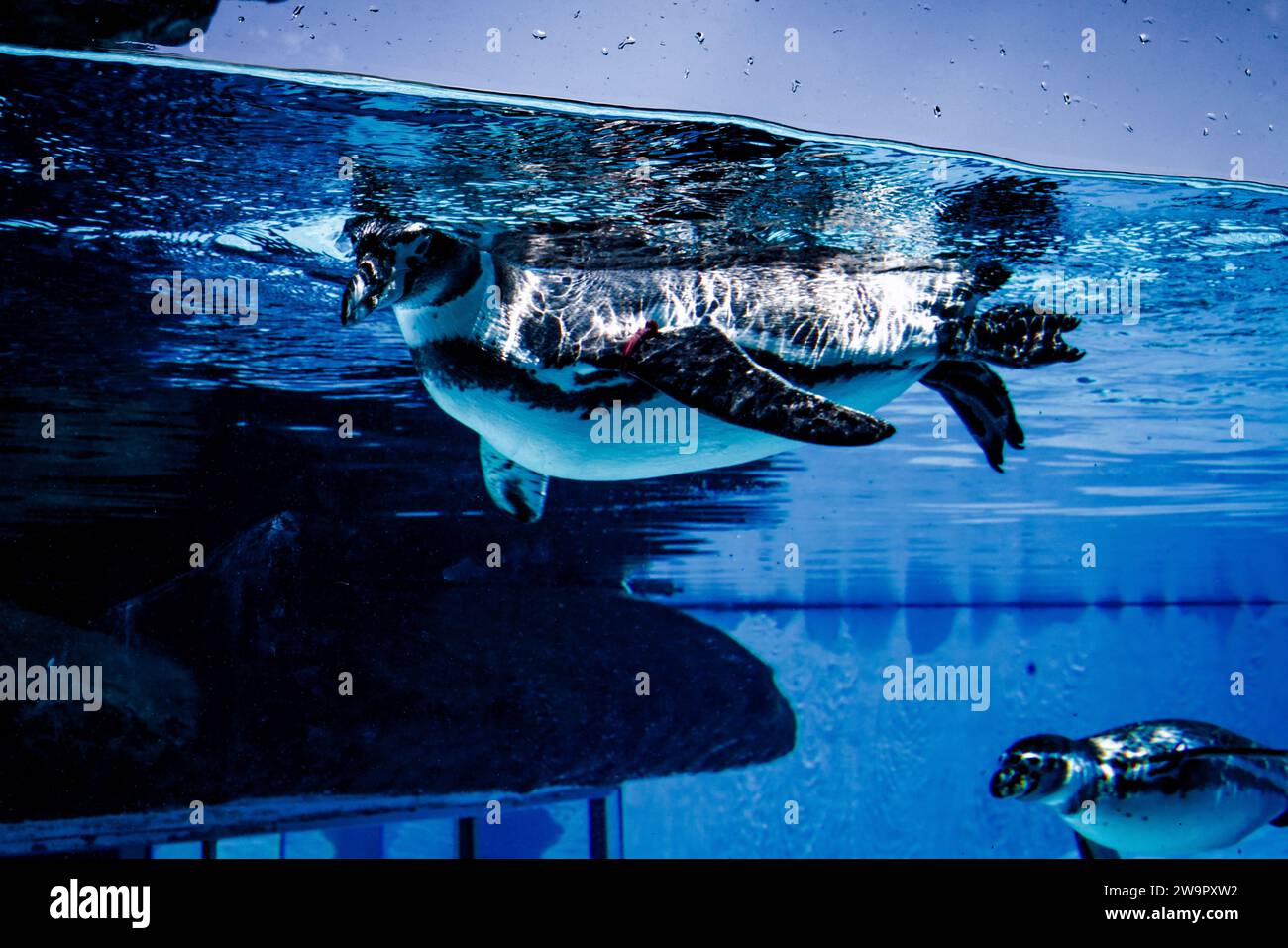 Penguins diving in the swimming pool Stock Photo - Alamy