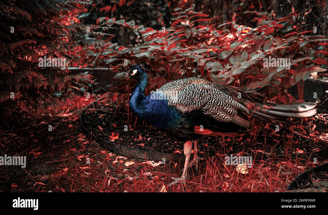 Beautiful peacock with red leaves as a background Stock Photo - Alamy