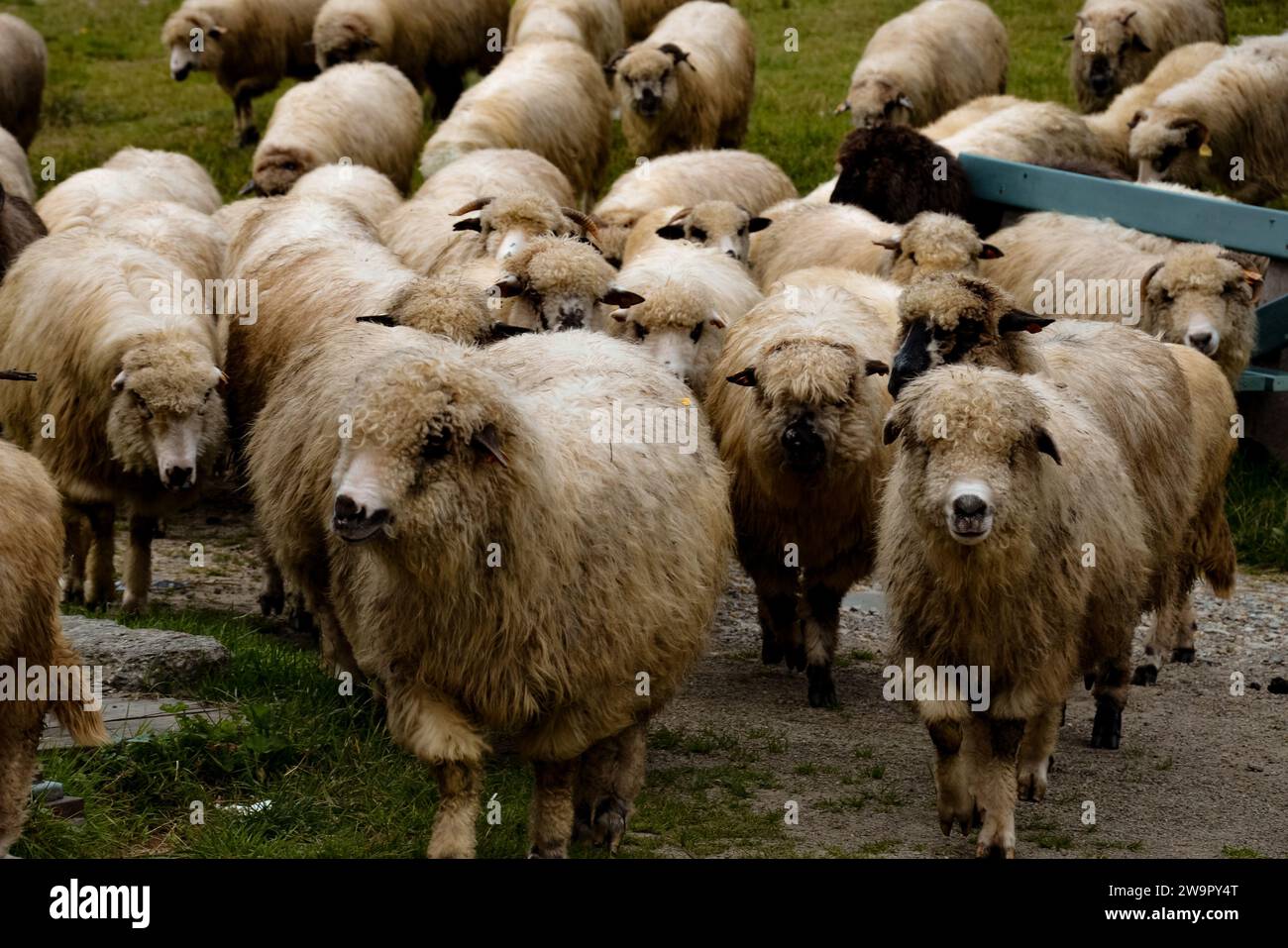 White sheep on the field Stock Photo - Alamy