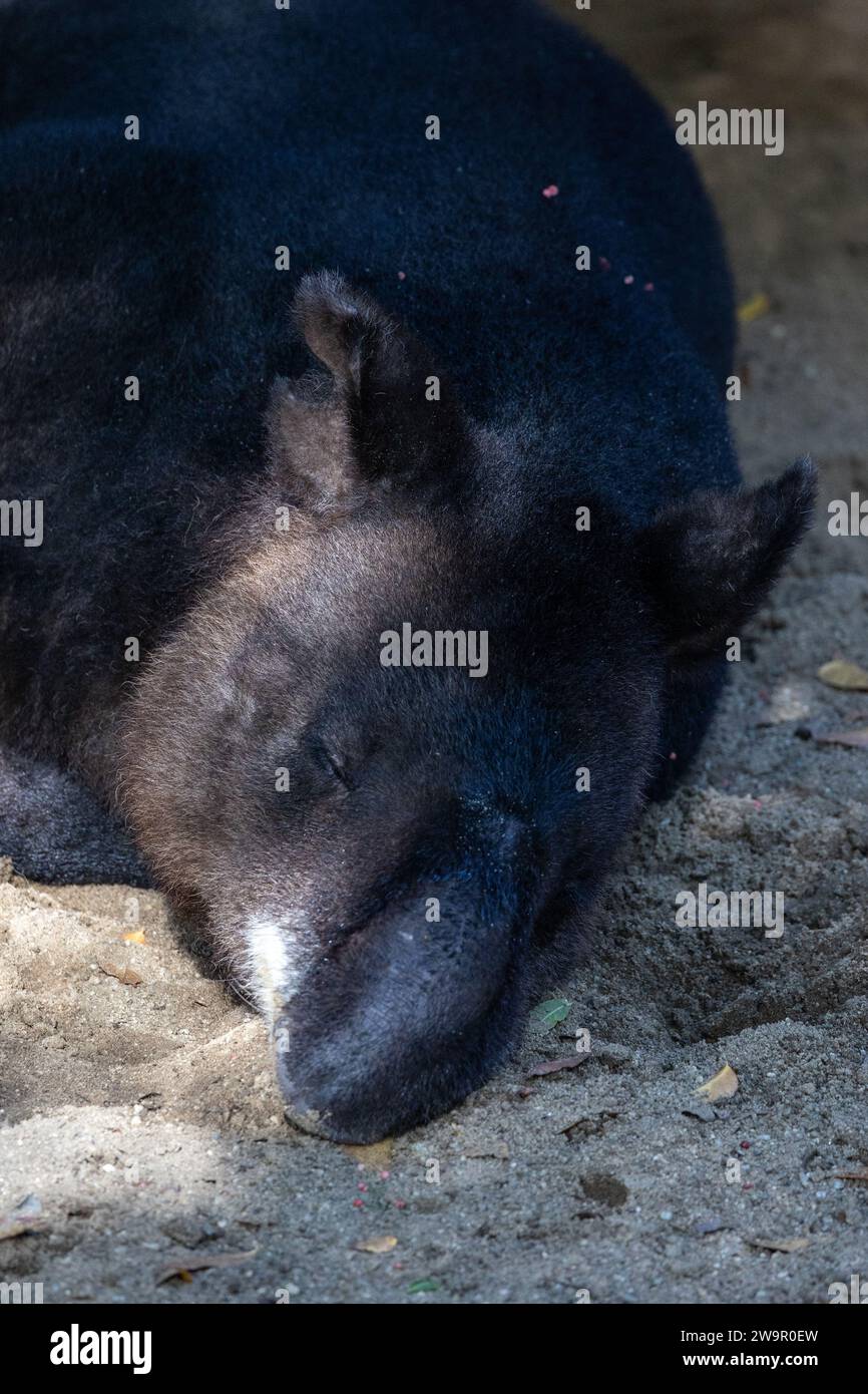 Mountain tapir sleeping on the ground Stock Photo - Alamy
