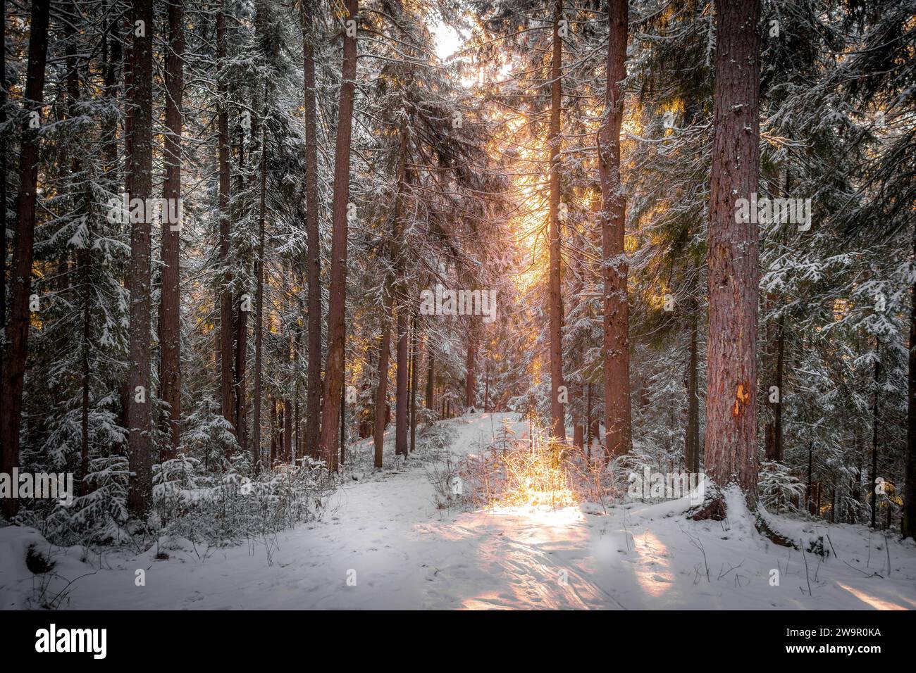 The beautiful winter forest with snow-covered pine trees with the ...