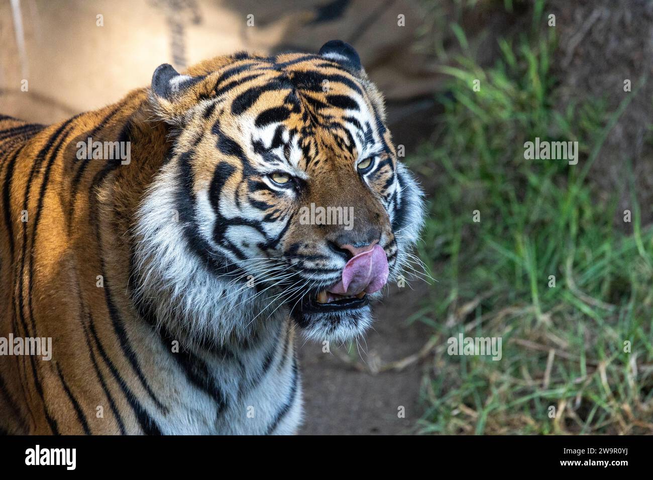 Close up of a tiger licking its face Stock Photo - Alamy
