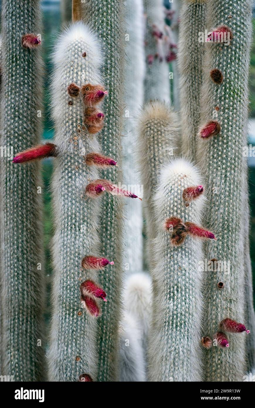 Cleistocactus strausii, Cactaceae. Ornamental succulent plant. rare ...