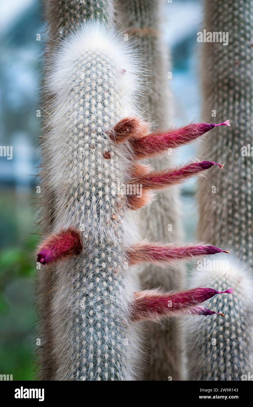 Cleistocactus strausii, Cactaceae. Ornamental succulent plant. rare ...