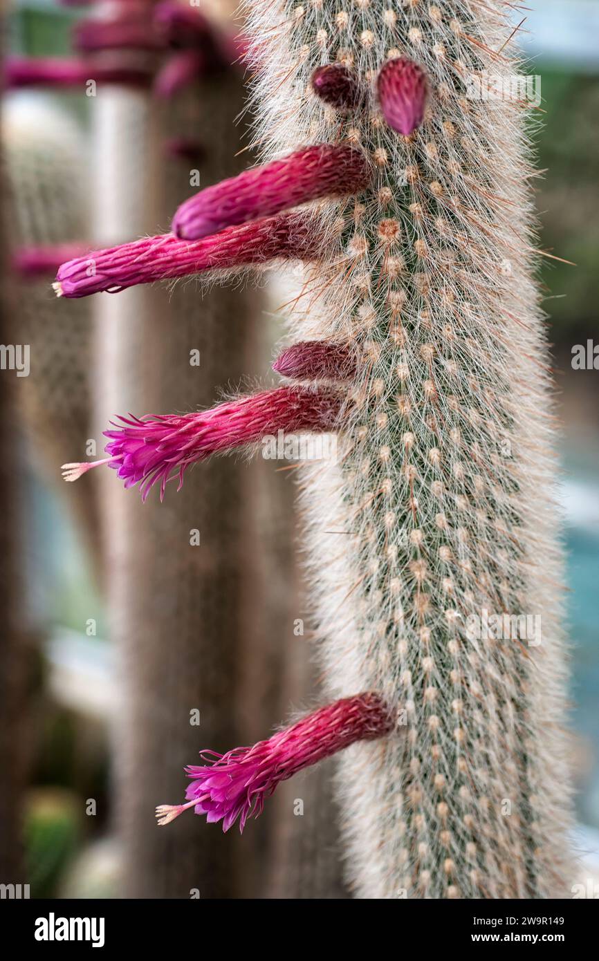 Cleistocactus strausii, Cactaceae. Ornamental succulent plant. rare ...