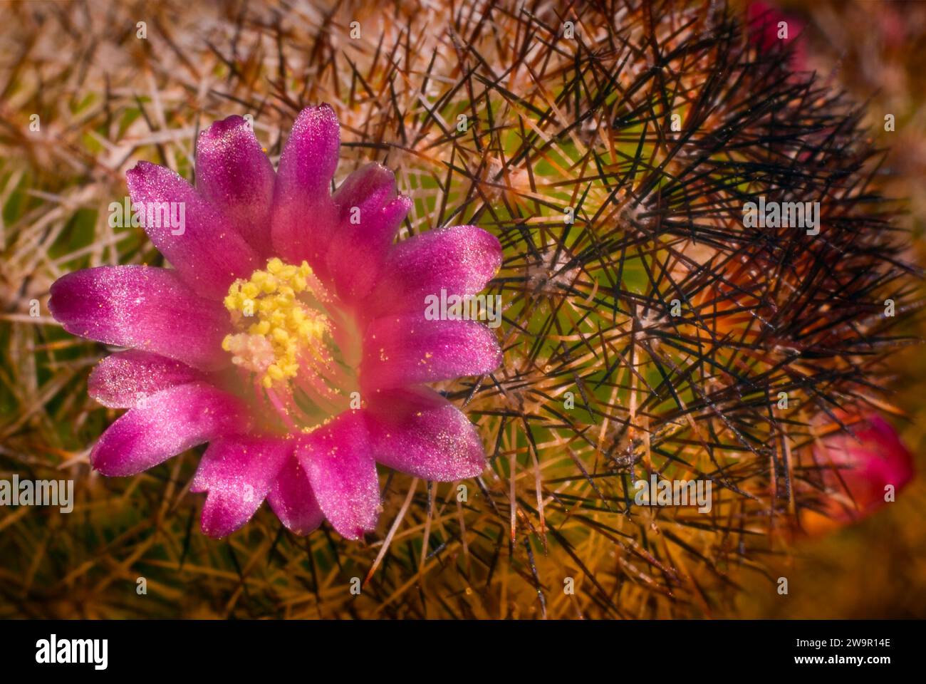 Mammillaria sphacelata subsp. viperina, Cactaceae. Ornamental succulent ...