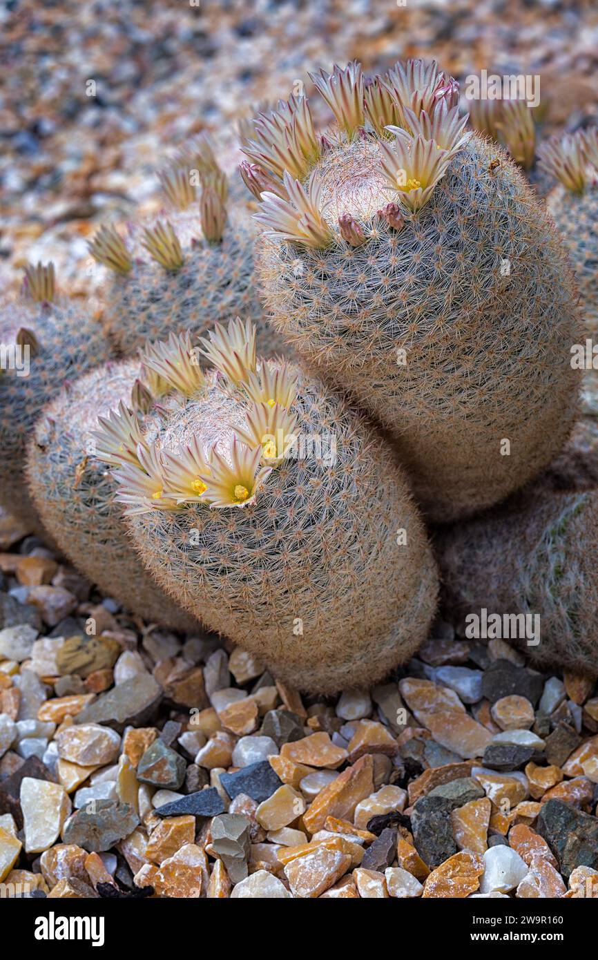 Mammillaria candida, Cactaceae. Ornamental succulent plant. rare cactus ...