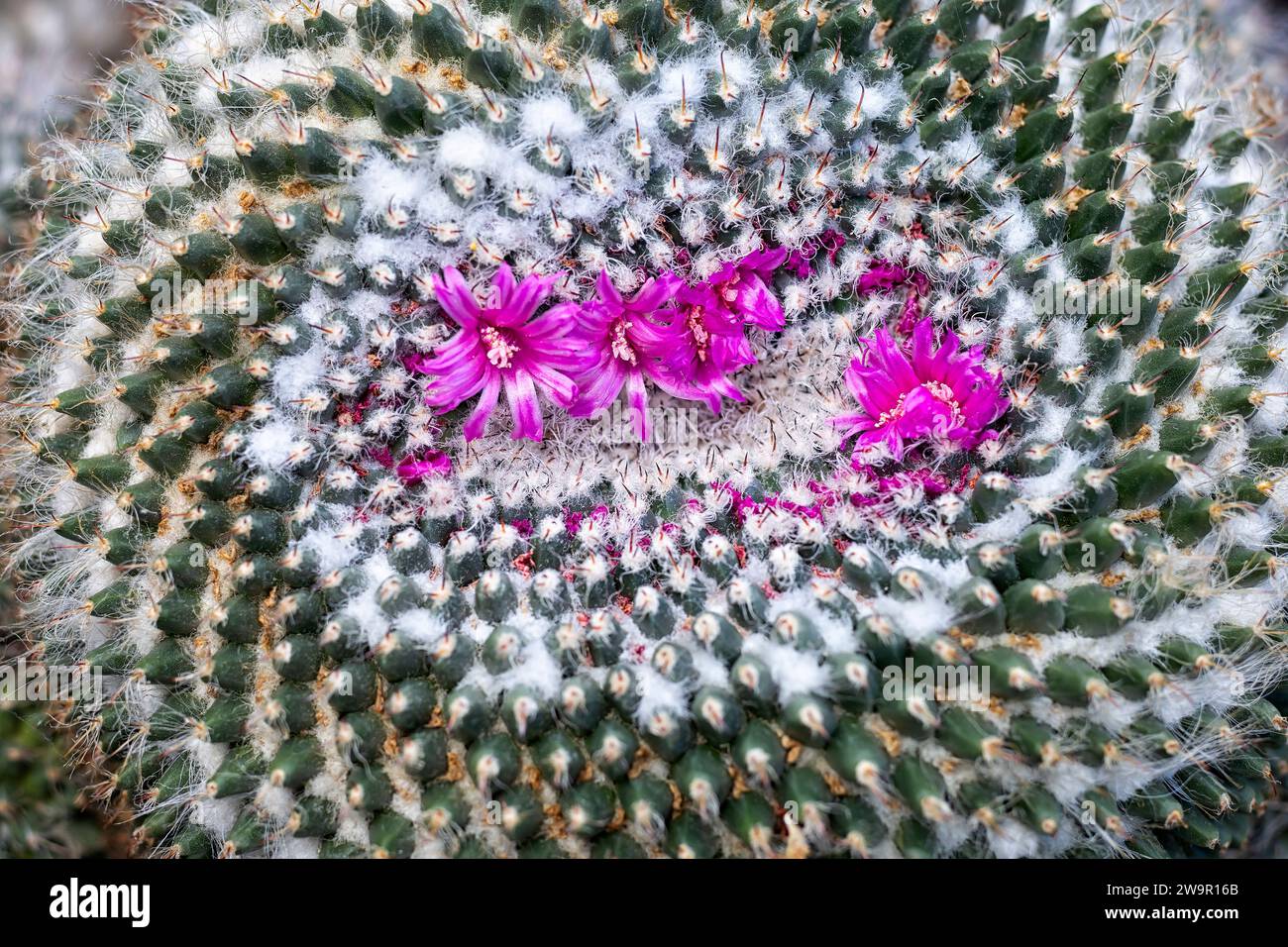 Mammillaria albata, Cactaceae. Ornamental succulent plant. rare cactus ...