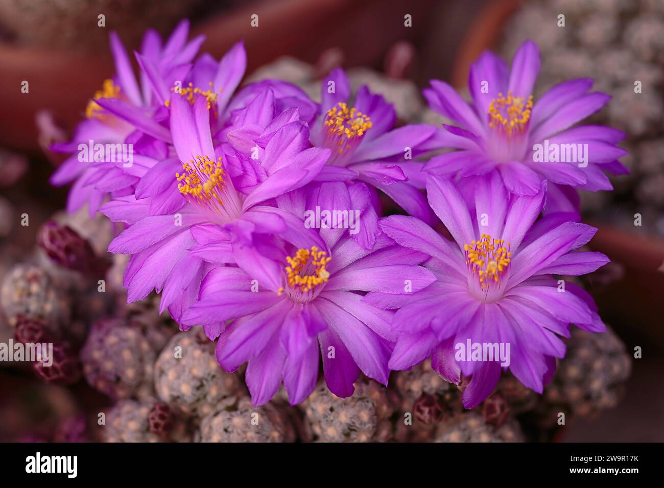 Mammillaria saboae hi-res stock photography and images - Alamy