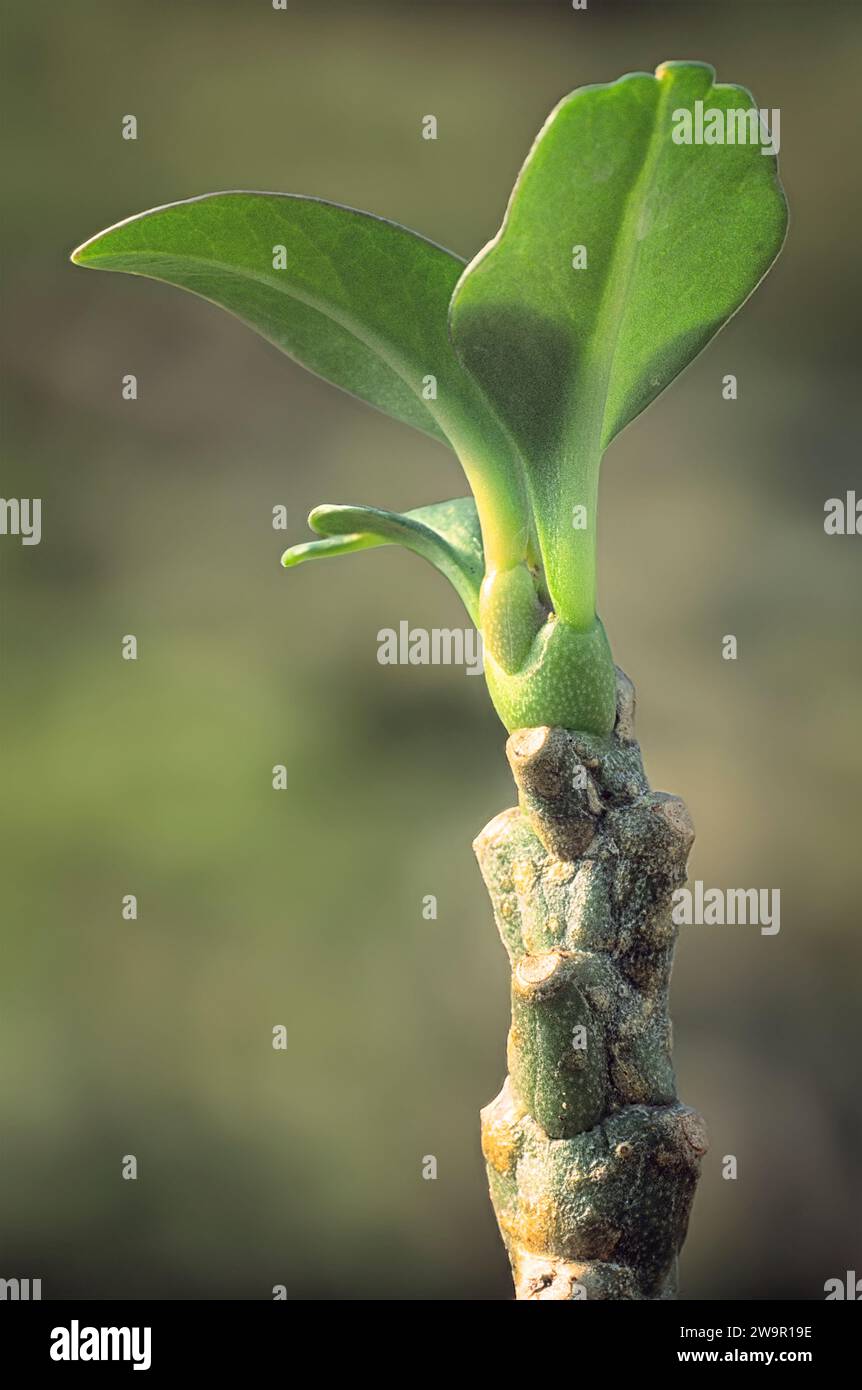 Frerea indica, Apocynaceae. Ornamental succulent plant. rare herb of ...
