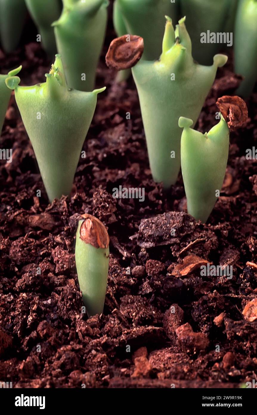 Germinating stapelia (Apocynaceae) seedlings. succulent plant seeds ...