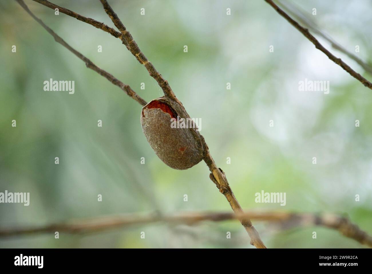 Empty emperor gum moth cocoon (Opodiphthera eucalypti Stock Photo - Alamy