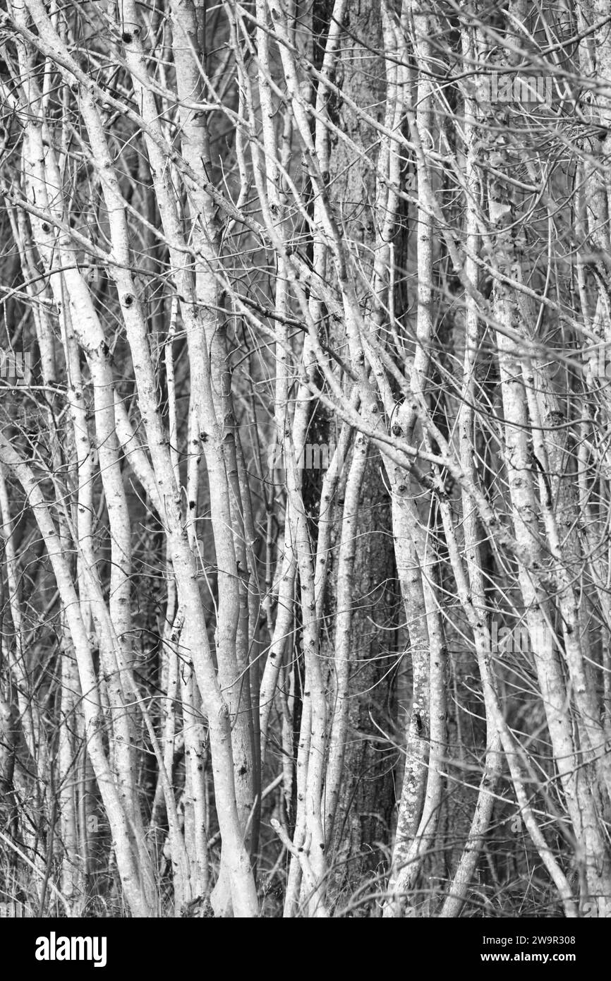 patterns in nature tree trunks Stock Photo - Alamy