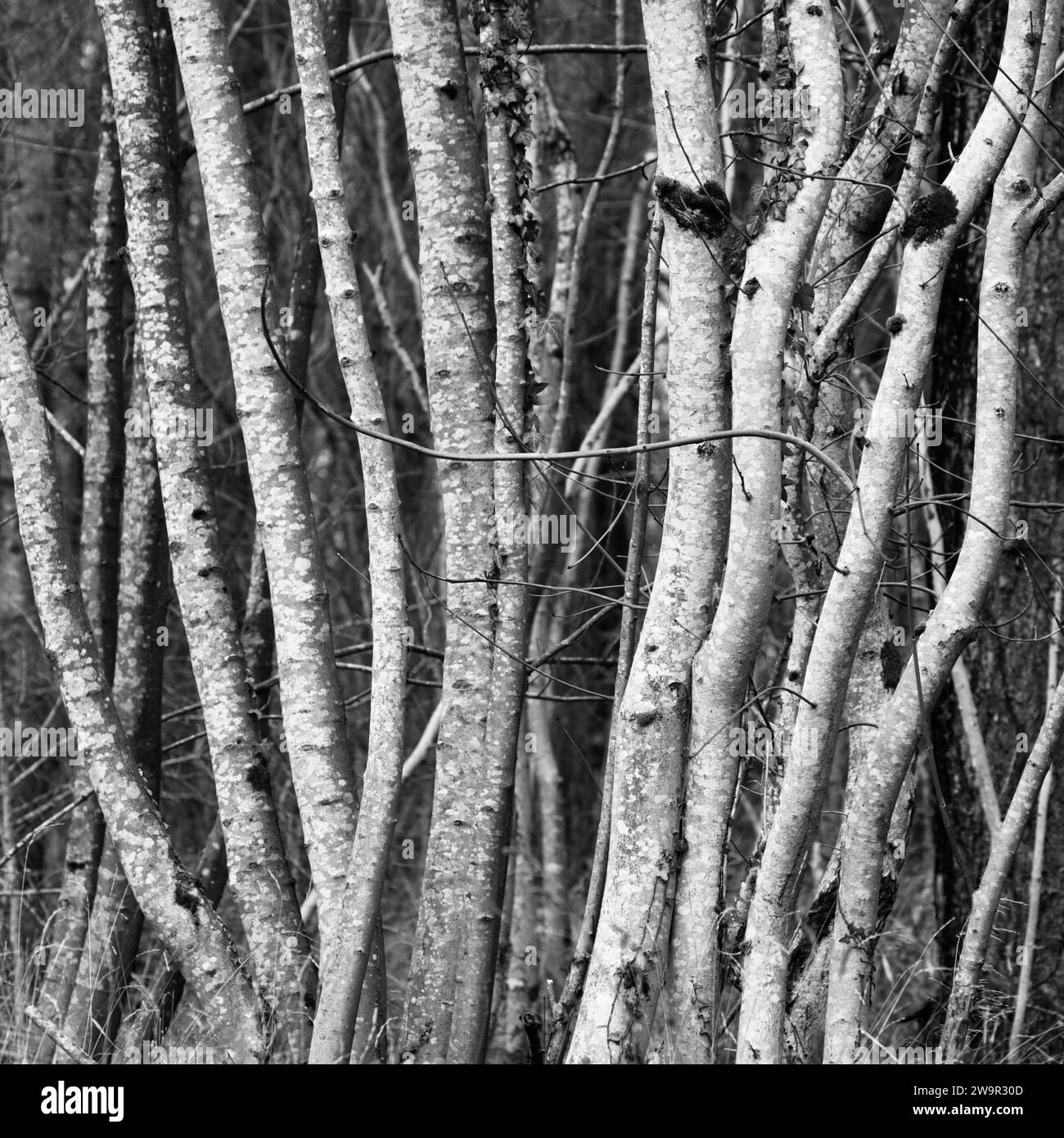 patterns in nature tree trunks Stock Photo - Alamy