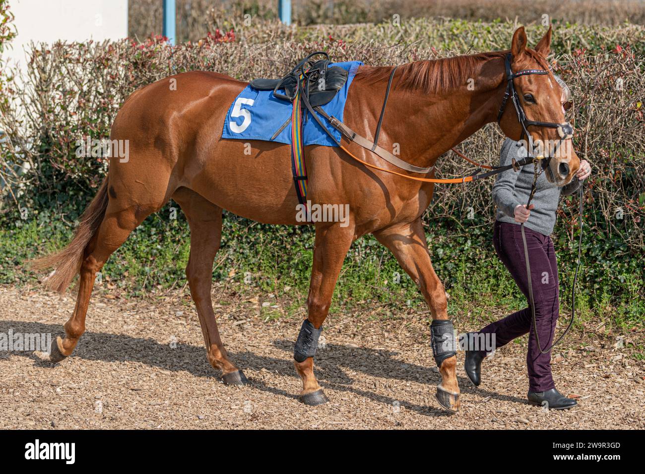Forget You Not, winner at Wincanton under James Best for Jackie du ...