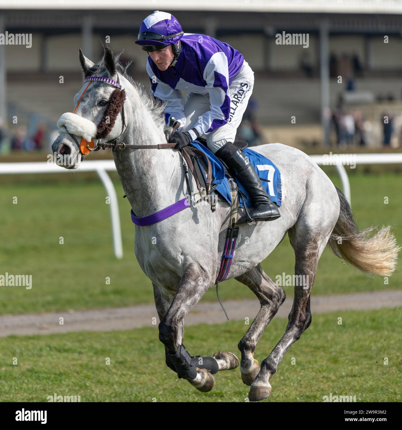 Cantering in front of the grandstand hi-res stock photography and ...
