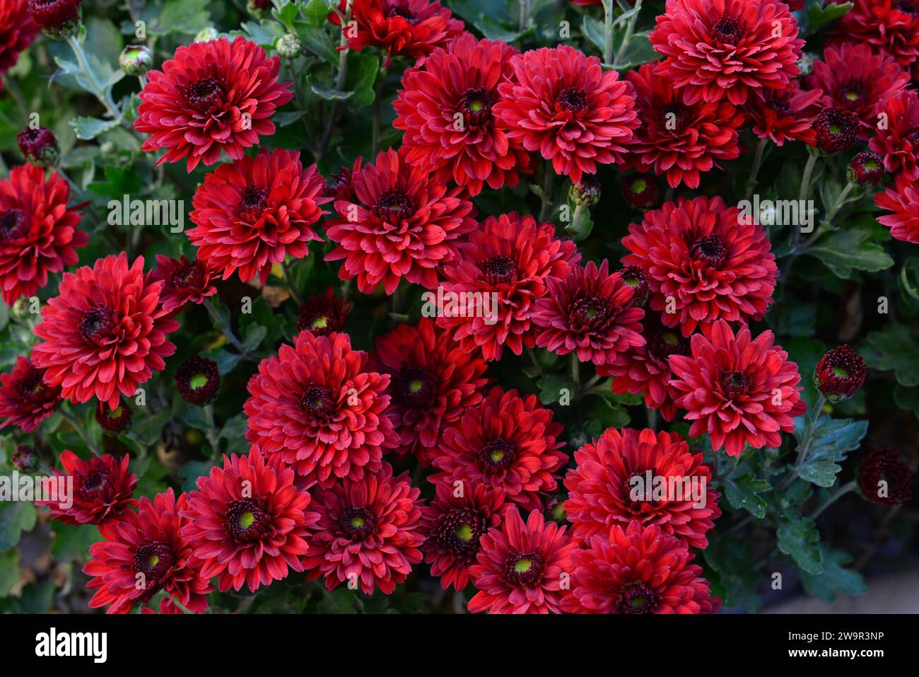 Autumn Red burgundy chrysanthemum perennial flowers close up outdoors ...