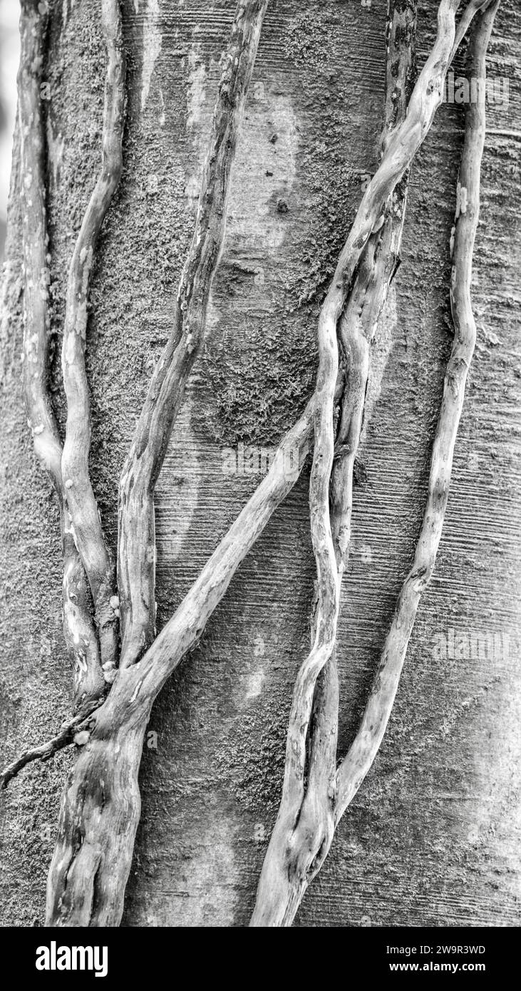 patterns in Nature tree bark Stock Photo - Alamy