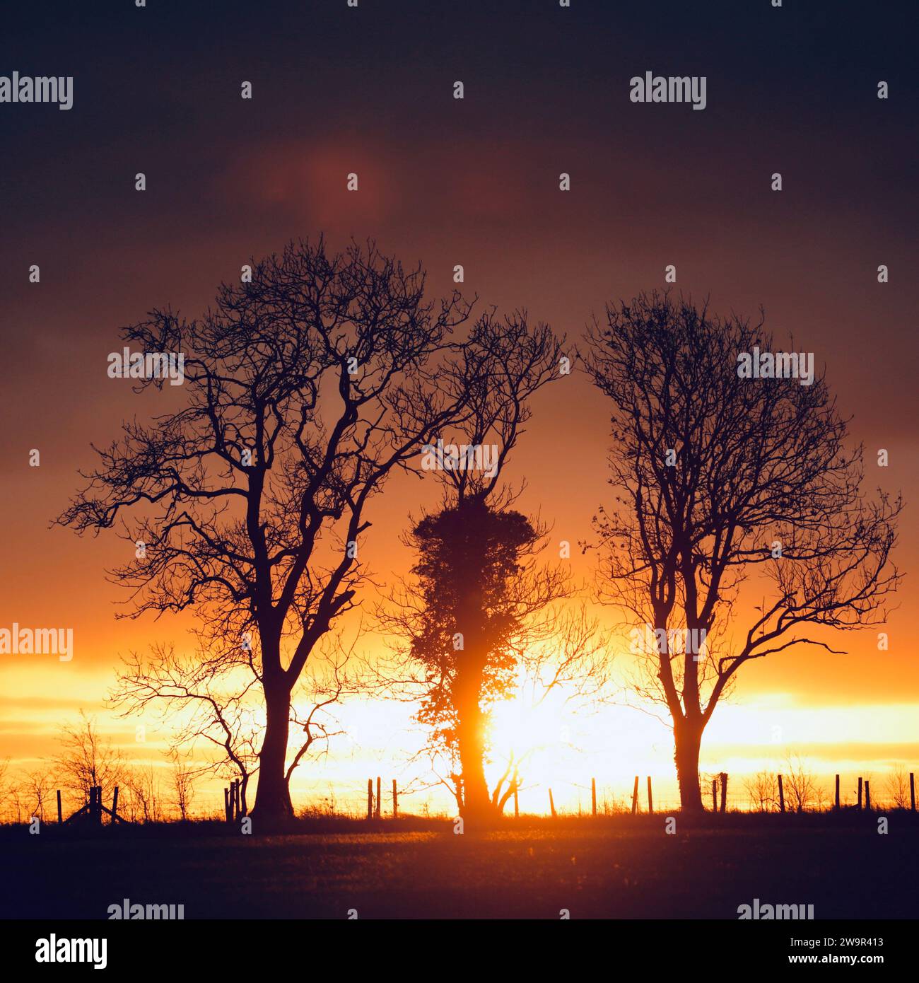Tree silhouettes sunrise Stock Photo - Alamy