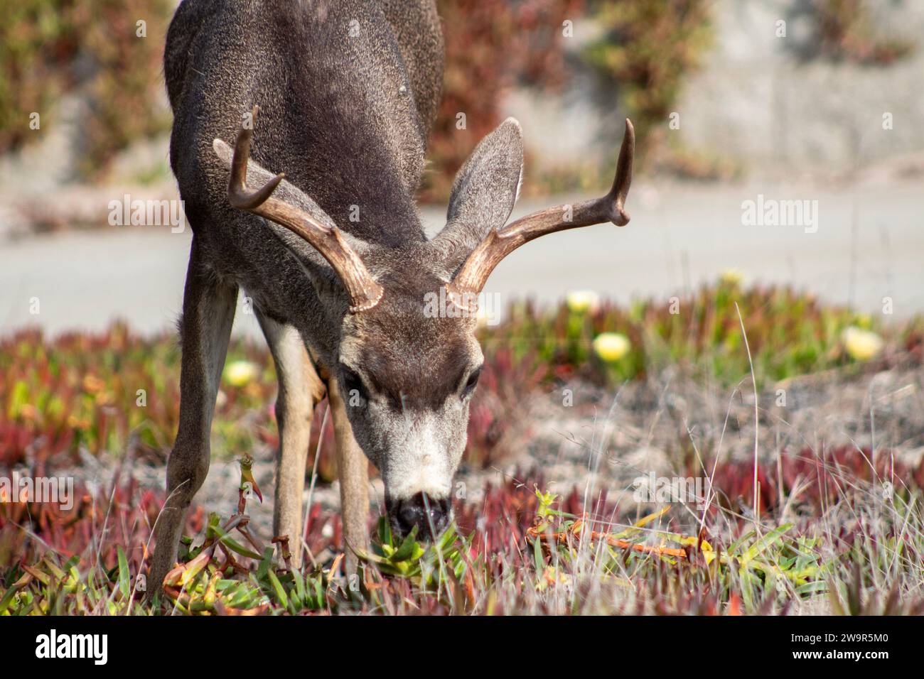 Deer with wings hi-res stock photography and images - Alamy