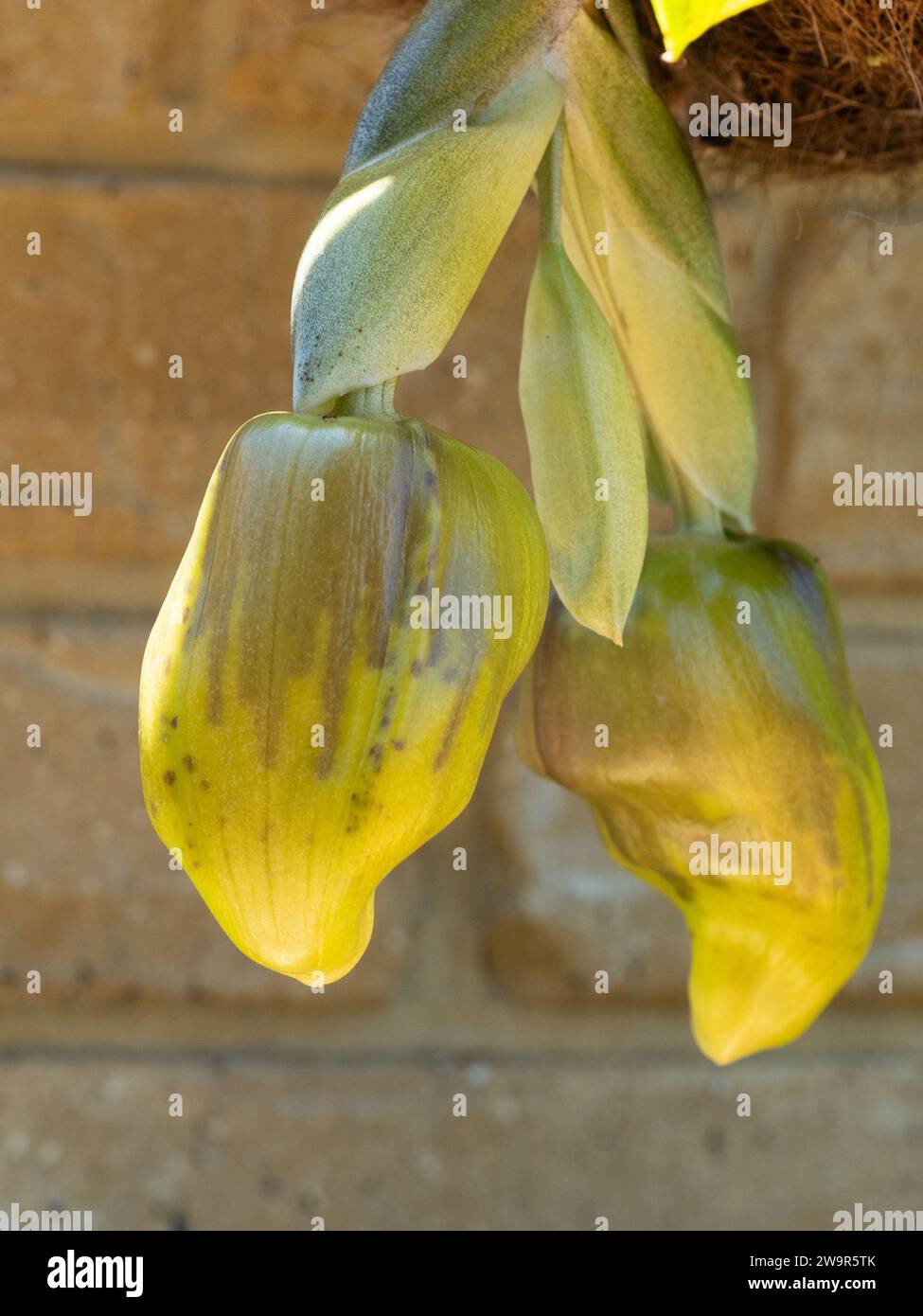 Yellow Upside-down (Stanhopea ) Orchid flower buds, under the bottom of ...
