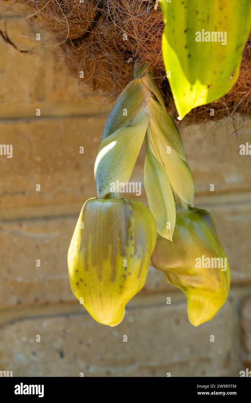 Yellow Upside-down (Stanhopea ) Orchid flower buds, under the bottom of ...