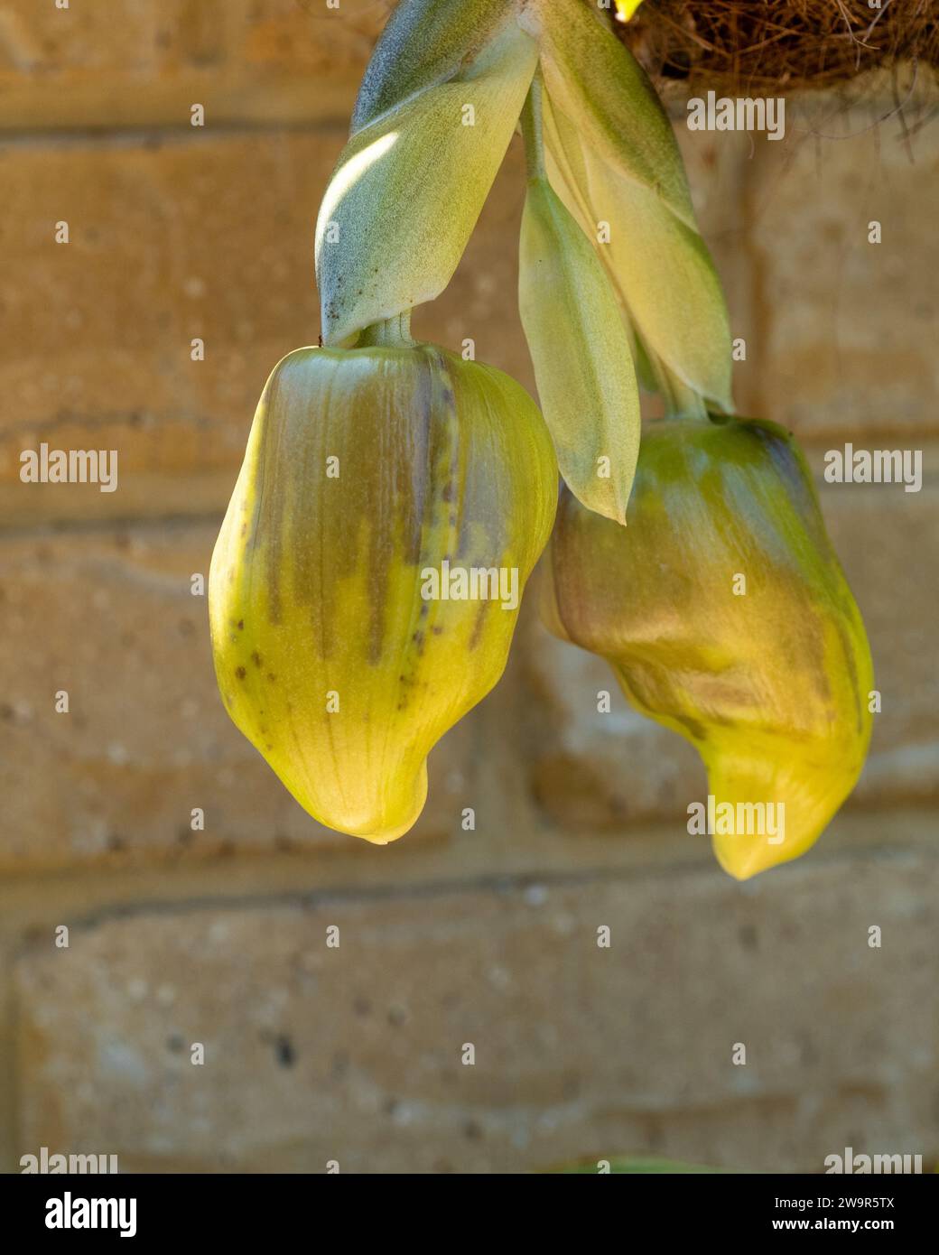 Slightly different petal shapes hi-res stock photography and images - Alamy