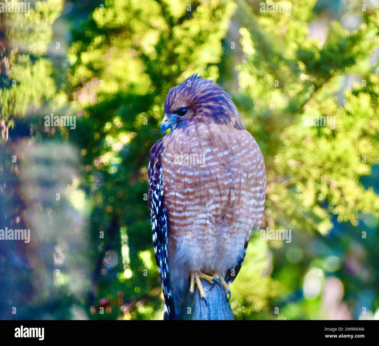 red shouldered hawk Stock Photo - Alamy