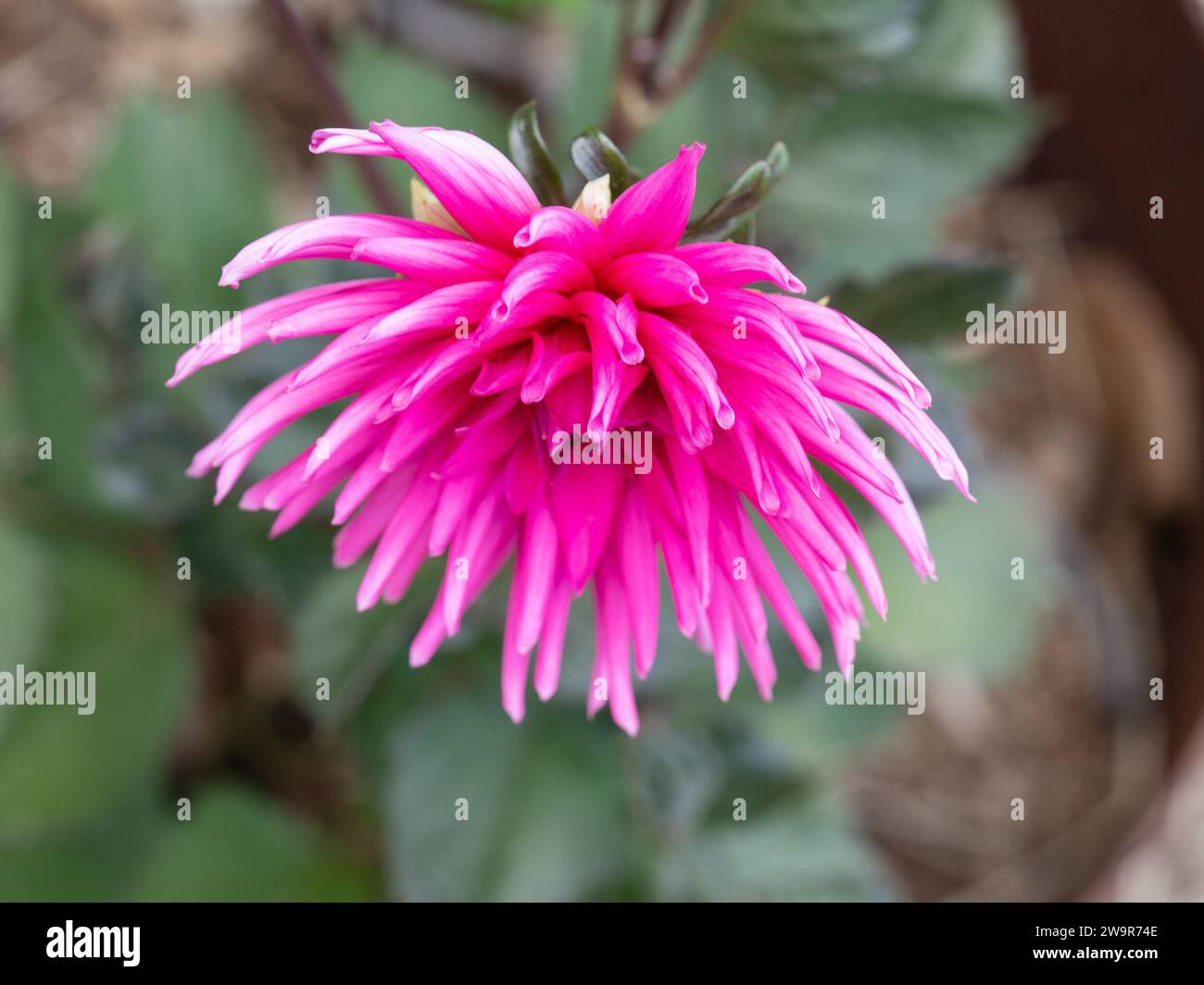 Pink Dahlia flower in the garden, pointy petals and dark green leaves ...