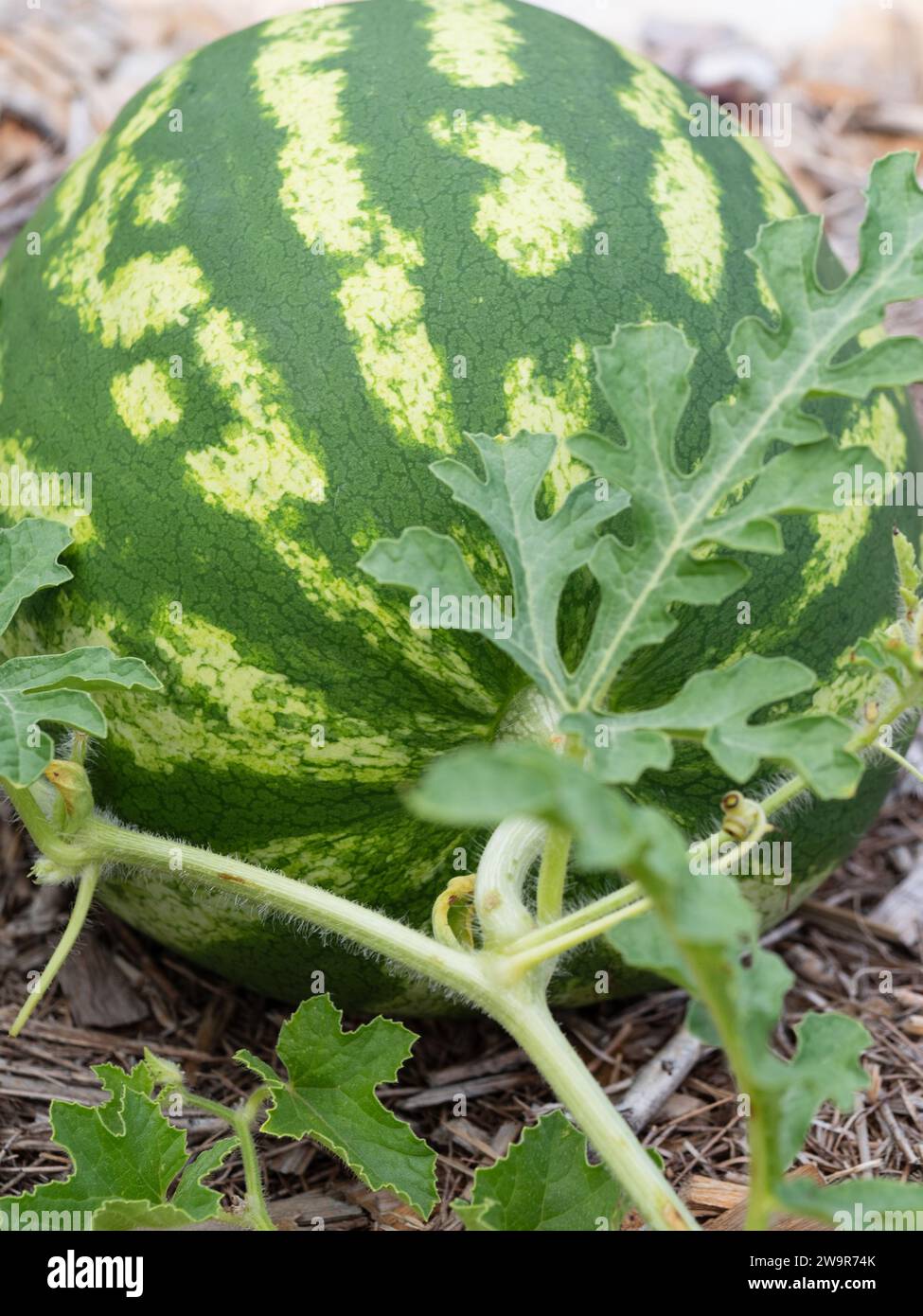 Watermelon growing on the vine, almost ready, summer, Australia Stock ...