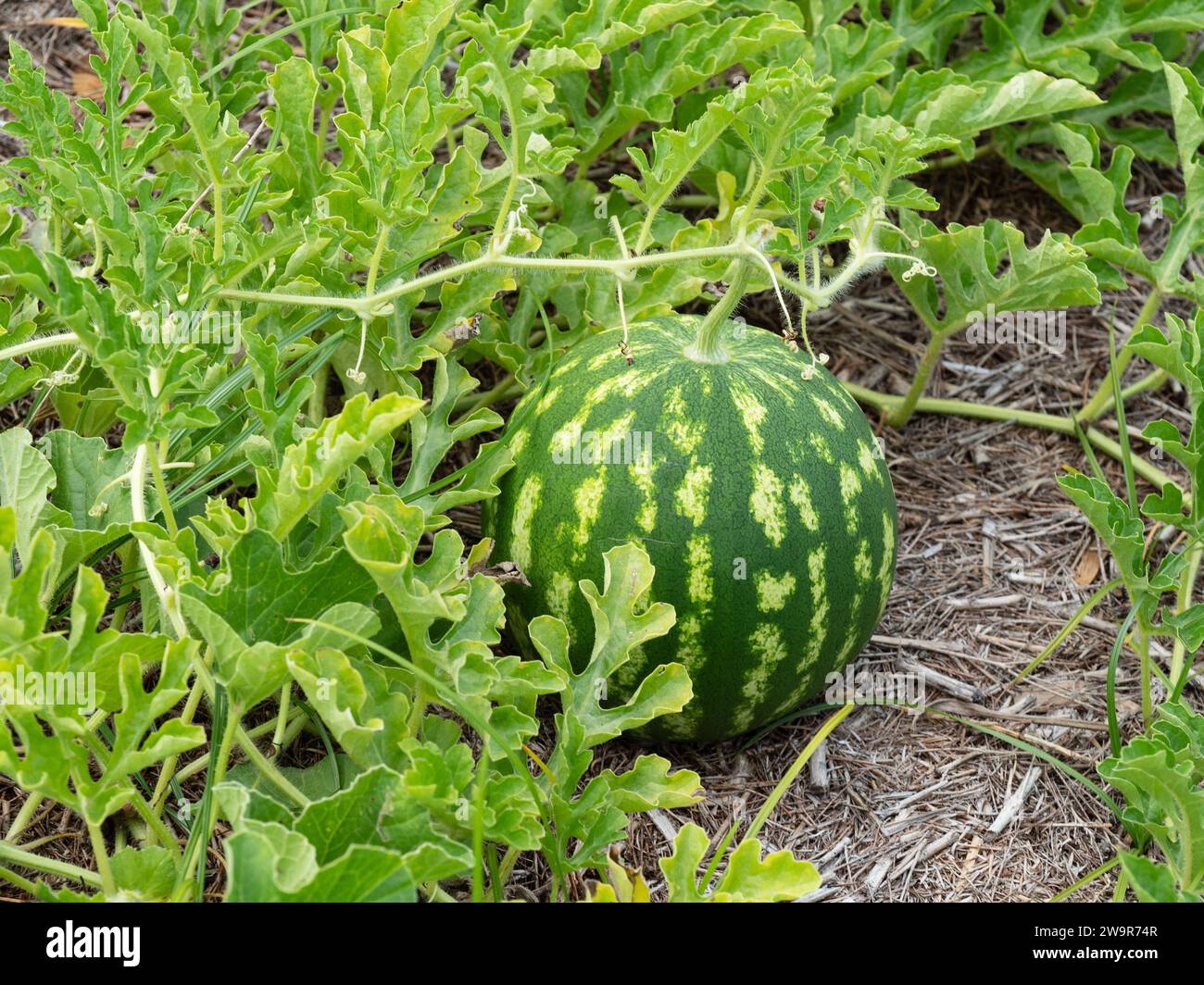 Watermelon plant growth stages hi-res stock photography and images - Alamy