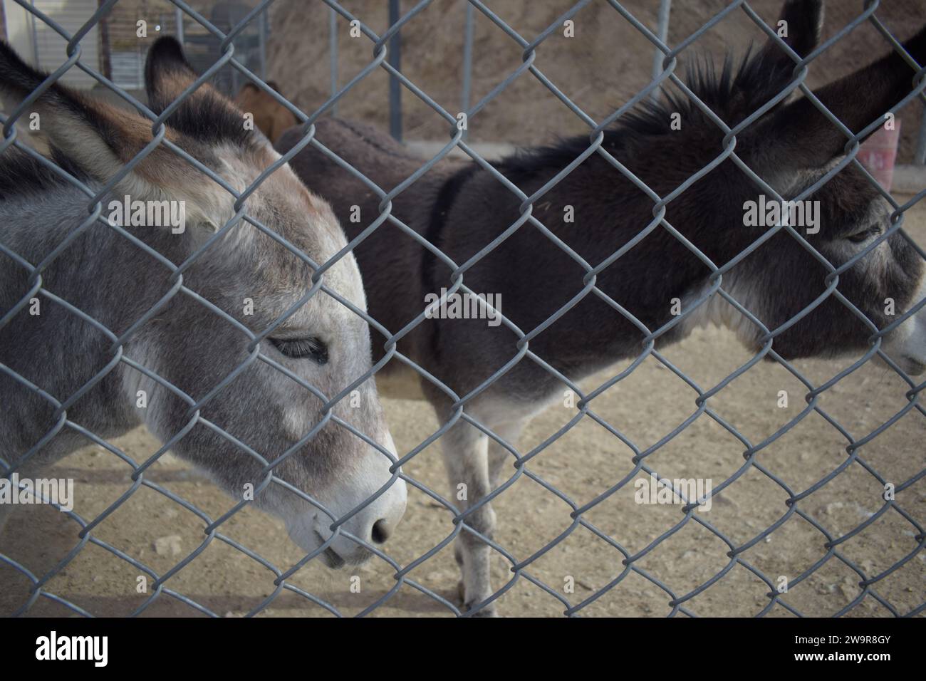 Animales portadores hi-res stock photography and images - Alamy