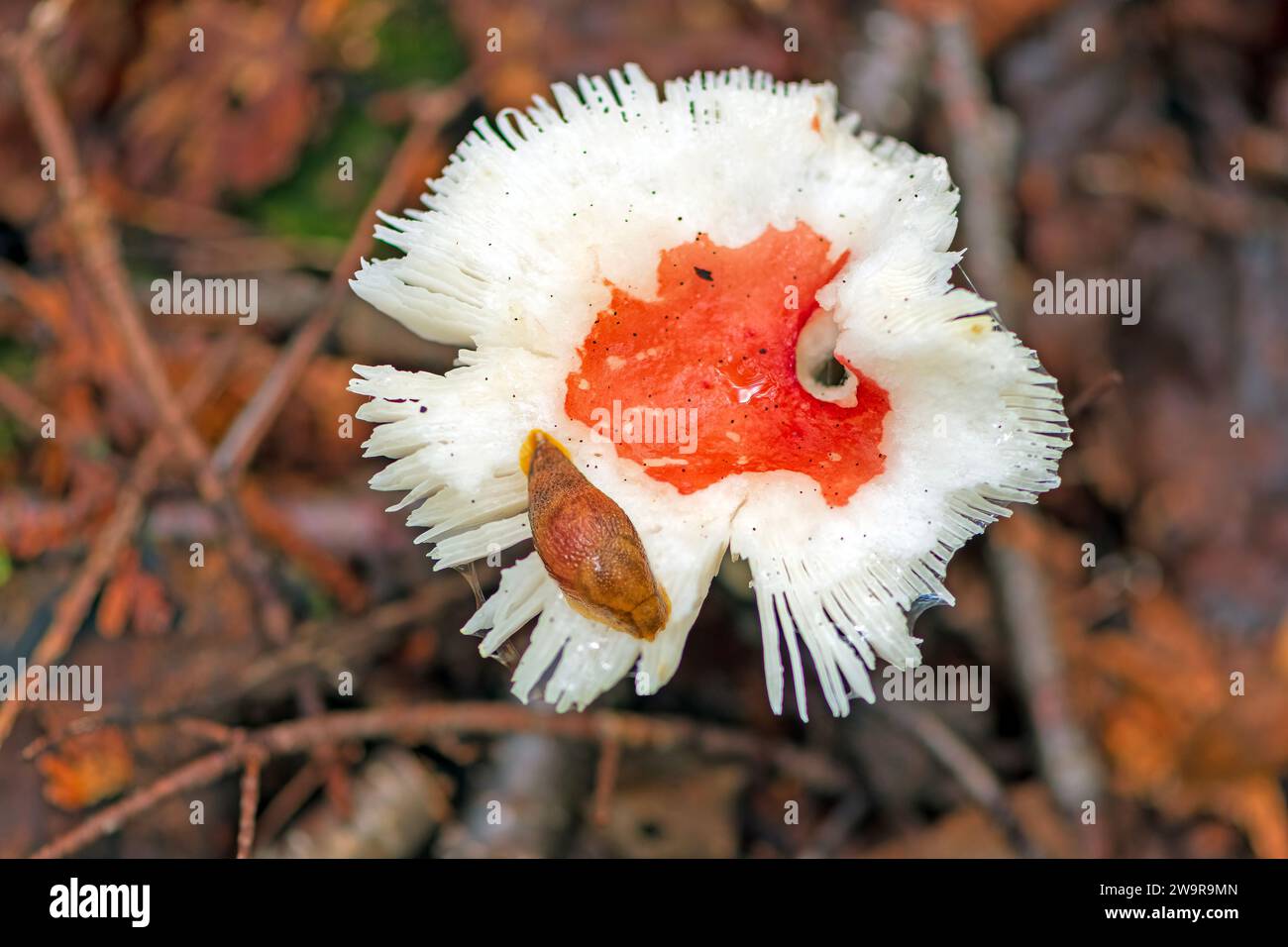 Slug Feeding on a Tattered Fungus in Superior Provincial Park in ...