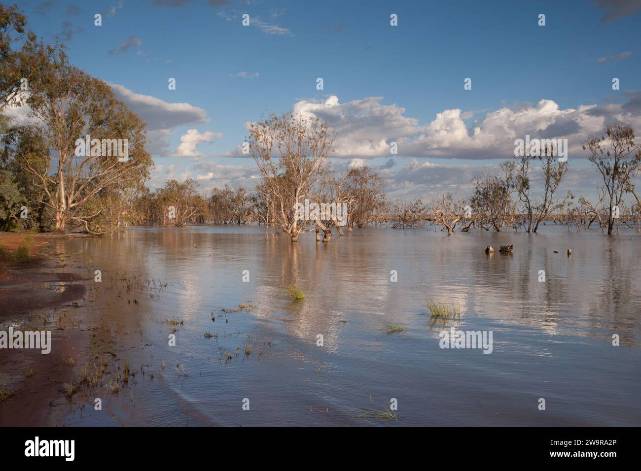 Eucalyptus Tree on Lake Pamamaroo Campground, Menindee, NSW, Australia ...