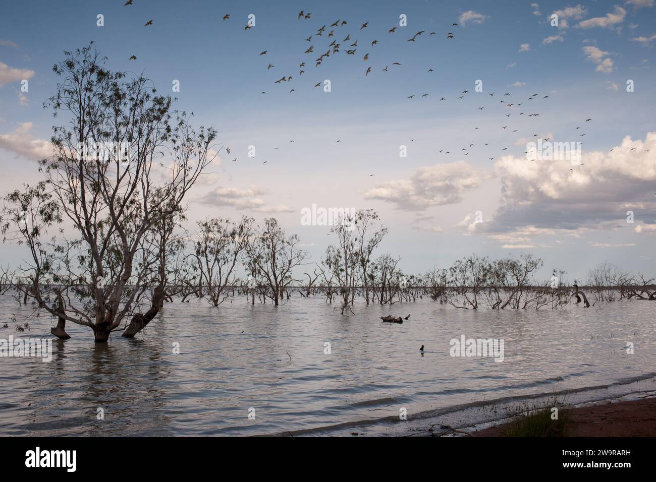 Huge flock of Australian Cockatoos, Lake Pamamaroo Campground, Menindee ...
