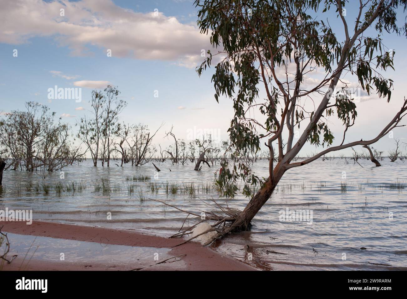 Eucalyptus Trees, Lake Pamamaroo Campground, Menindee, NSW, Australia ...