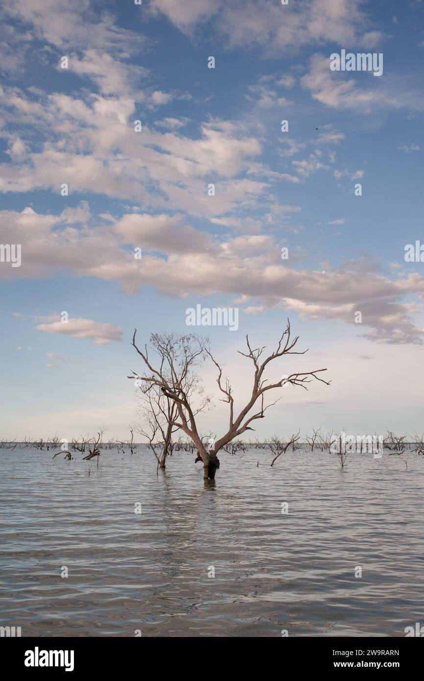 Eucalyptus Tree on Lake Pamamaroo Campground, Menindee, NSW, Australia ...