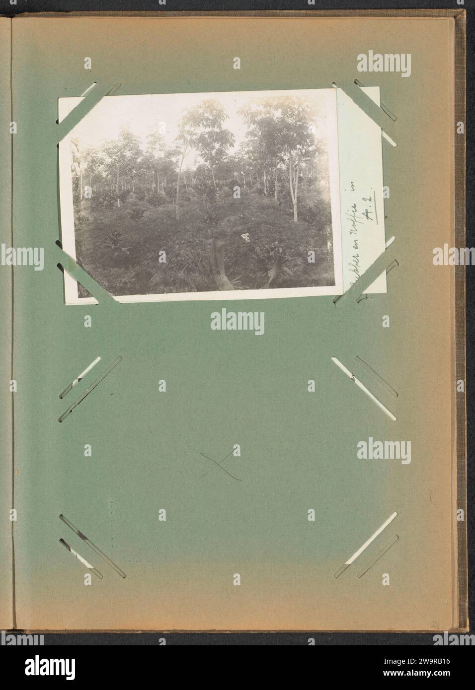 Rubber and coffee trees on Plantage Peperpot, Anonymous, c. 1912 - c ...