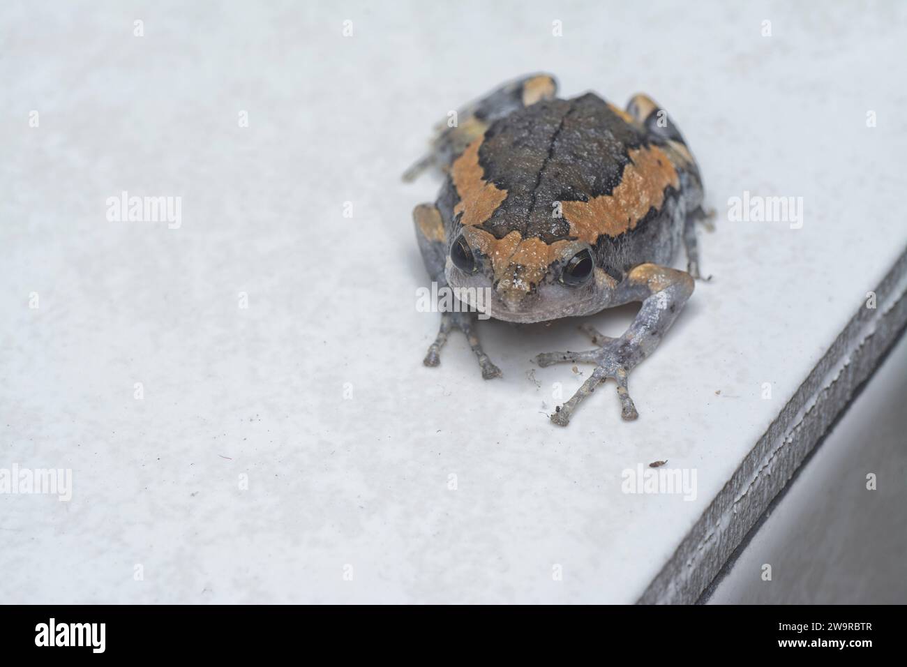 close shot of the Kaloula pulchra frog Stock Photo - Alamy