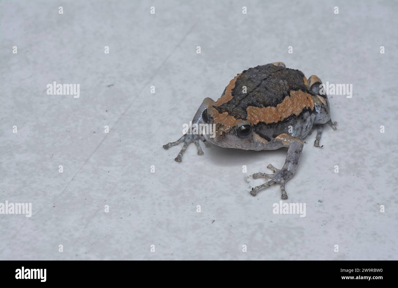 close shot of the Kaloula pulchra frog Stock Photo - Alamy