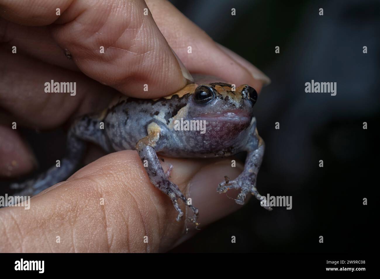 close shot of the Kaloula pulchra frog Stock Photo - Alamy