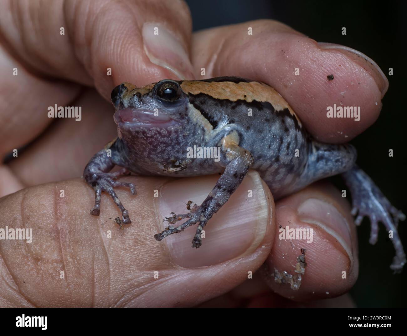 close shot of the Kaloula pulchra frog Stock Photo - Alamy