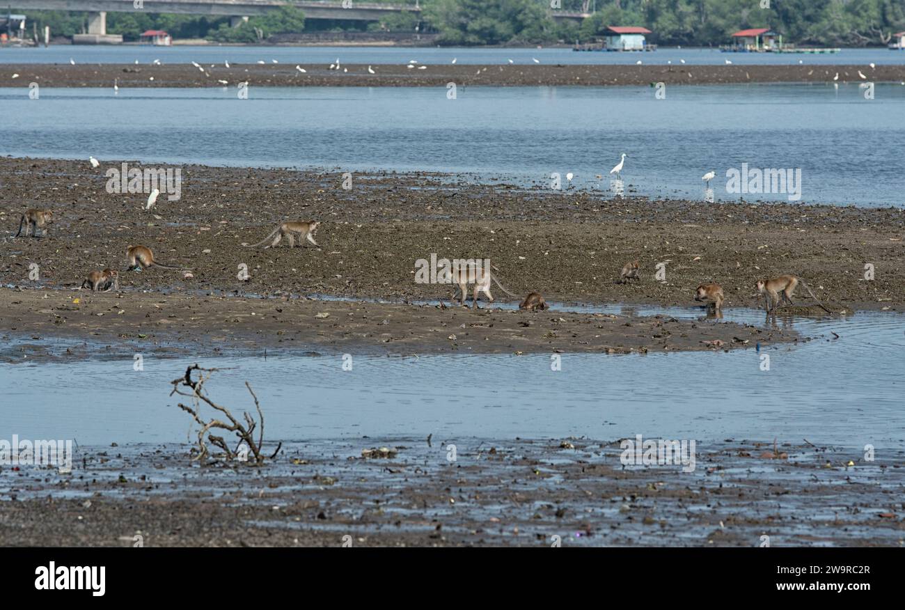 the macaque monkeys catching Sand bubbler crabs by mangrove beach Stock ...