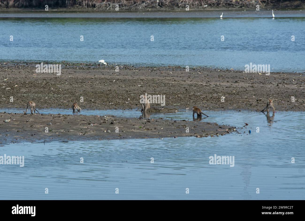 the macaque monkeys catching Sand bubbler crabs by mangrove beach Stock ...