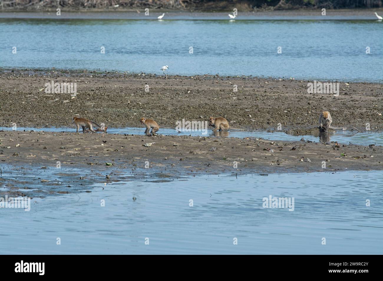 the macaque monkeys catching Sand bubbler crabs by mangrove beach Stock ...