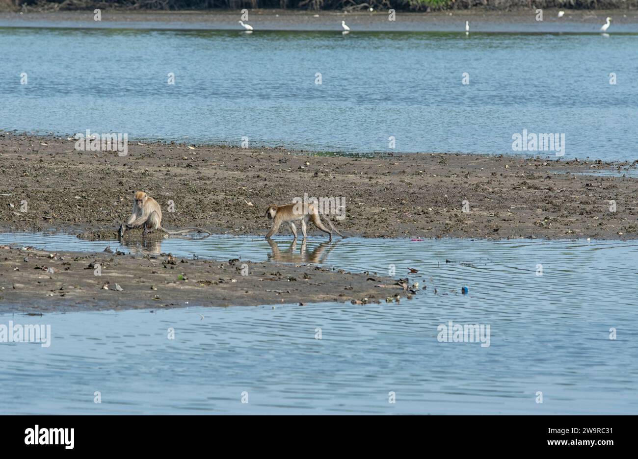 the macaque monkeys catching Sand bubbler crabs by mangrove beach Stock ...