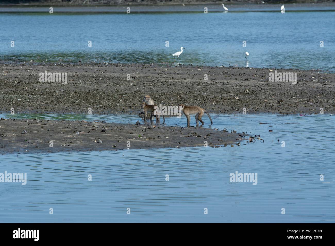 the macaque monkeys catching Sand bubbler crabs by mangrove beach Stock ...