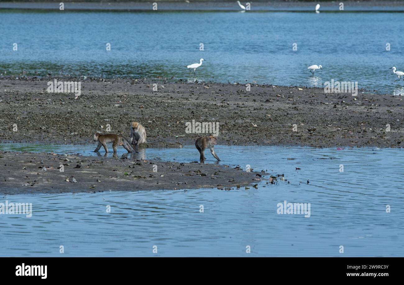 the macaque monkeys catching Sand bubbler crabs by mangrove beach Stock ...