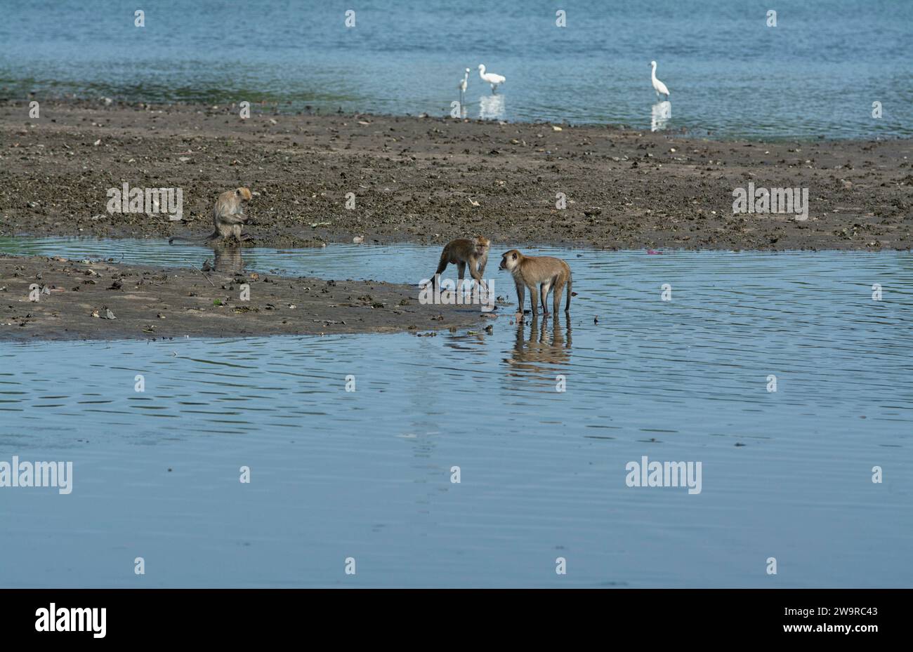 the macaque monkeys catching Sand bubbler crabs by mangrove beach Stock ...