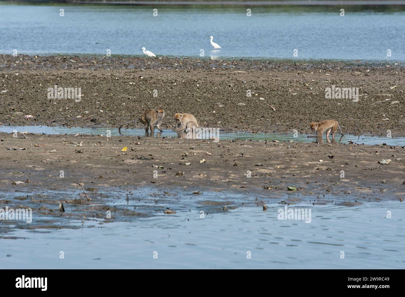 the macaque monkeys catching Sand bubbler crabs by mangrove beach Stock ...